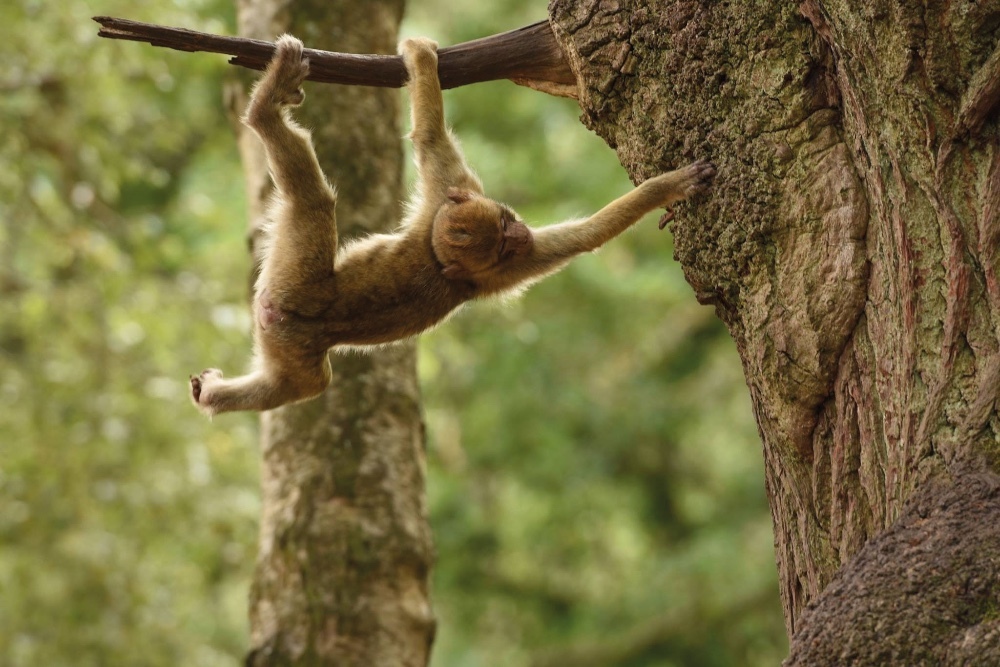 Trentham Monkey Forest