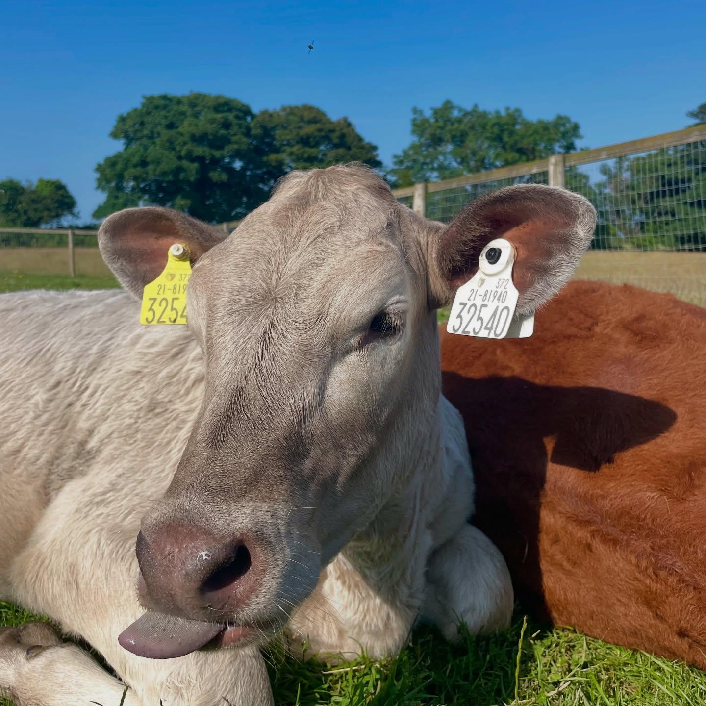 Glenroe Farm | Top 100