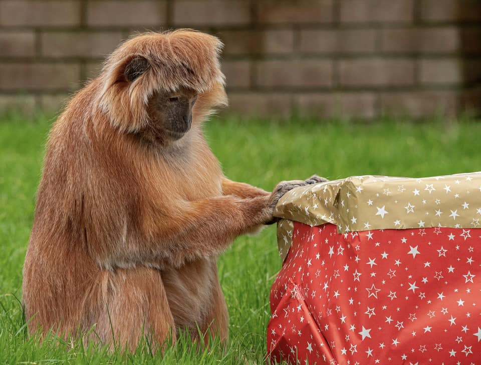 Monkey Haven - Primate Rescue Centre | Top 100 Attractions