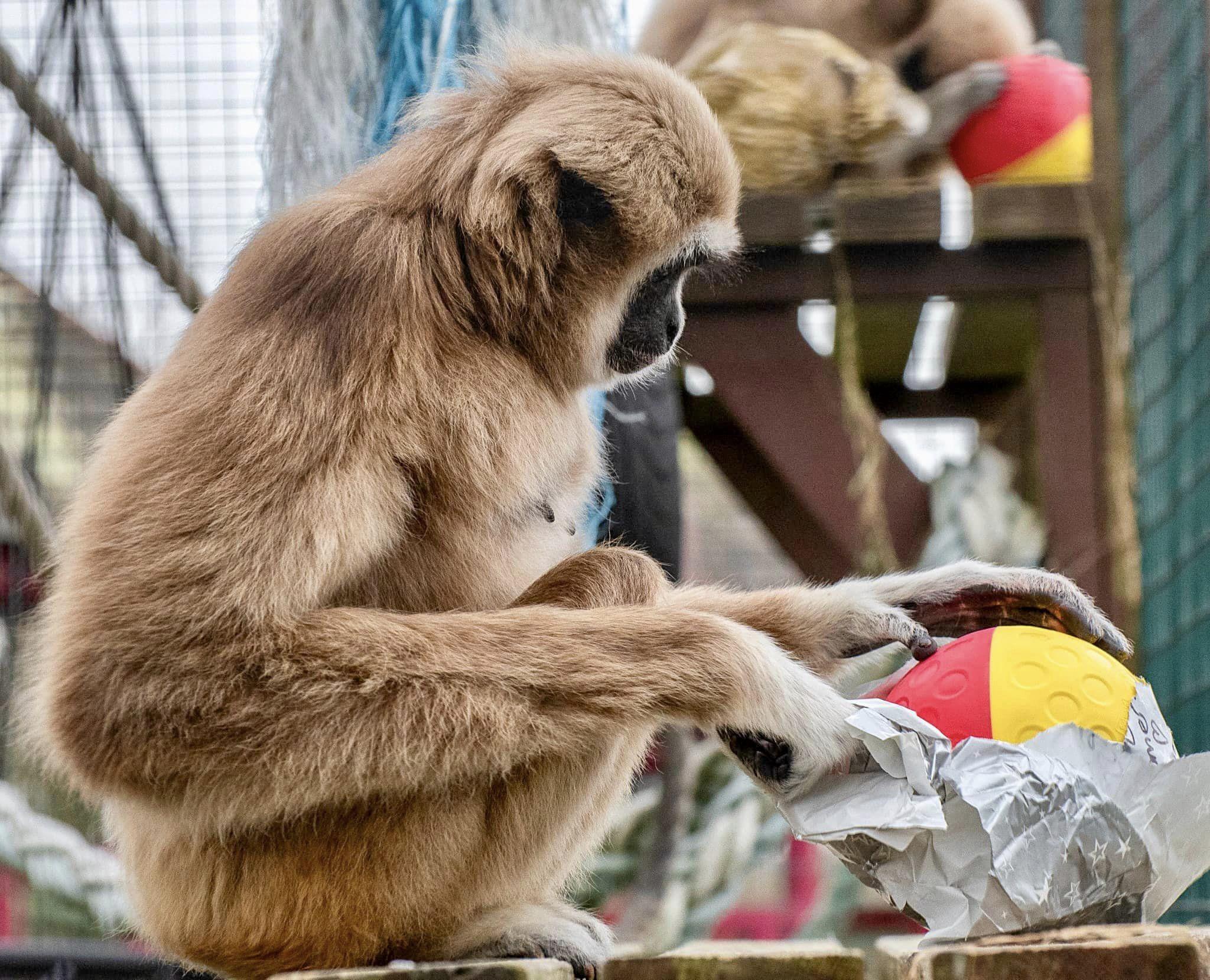 Monkey Haven - Primate Rescue Centre | Top 100 Attractions