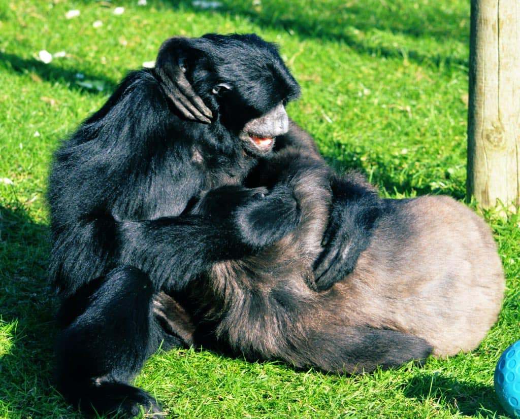 Monkey Haven - Primate Rescue Centre | Top 100 Attractions