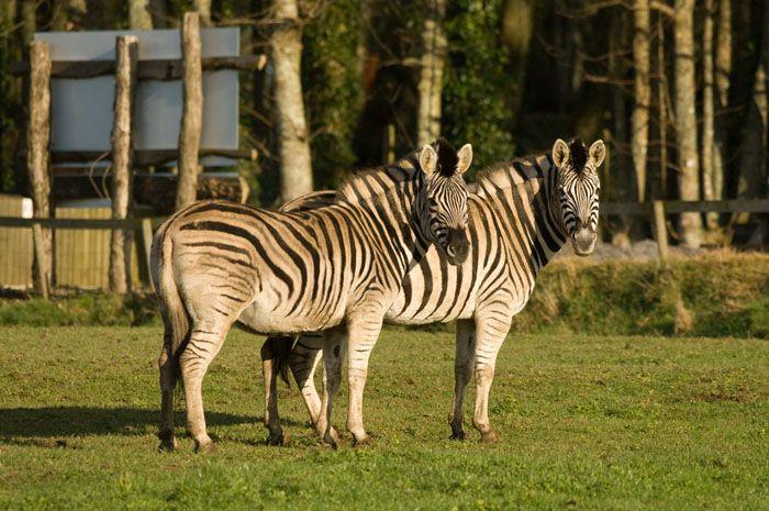 Manor House Wildlife Park | Top 100 Attractions