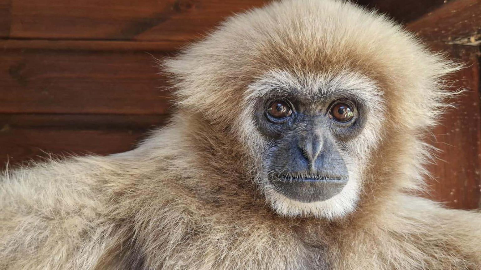 Monkey Haven - Primate Rescue Centre | Top 100 Attractions