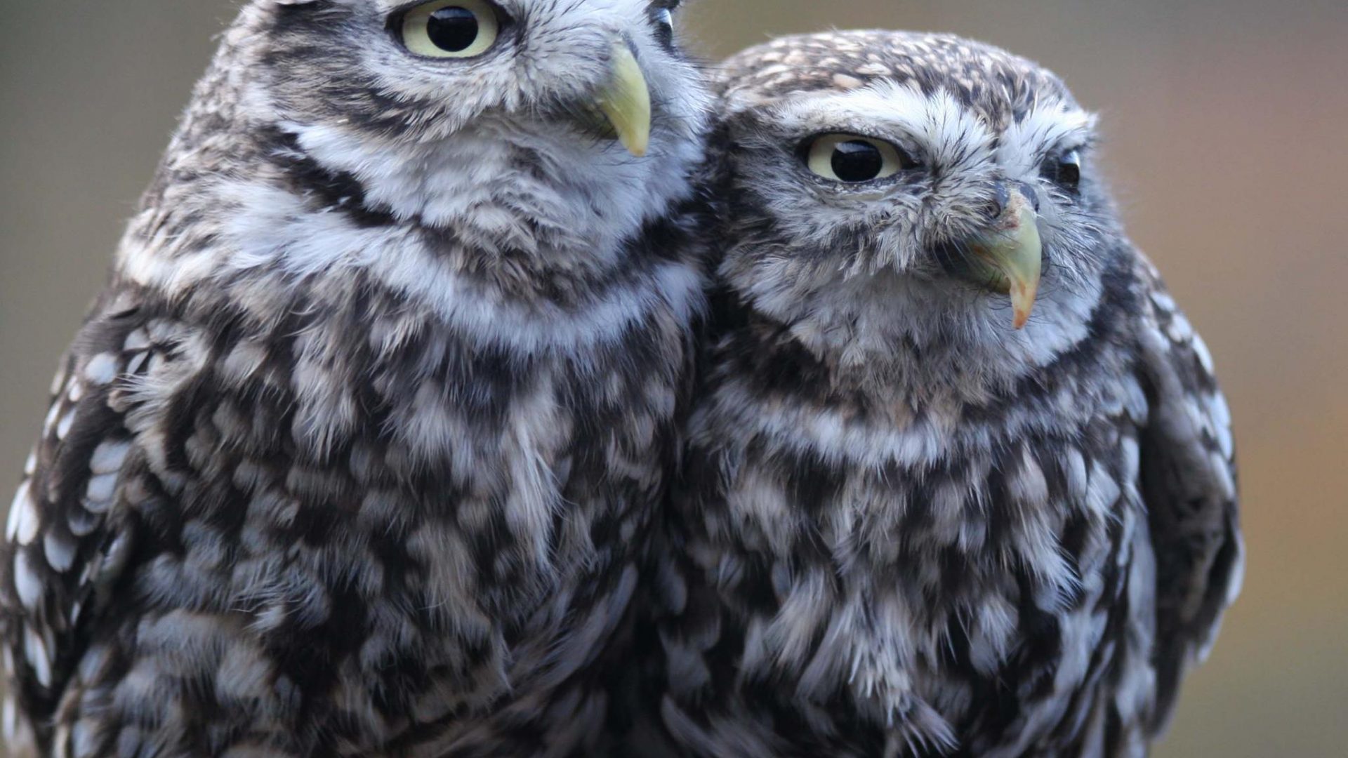 Kielder Birds of Prey Centre | Top 100
