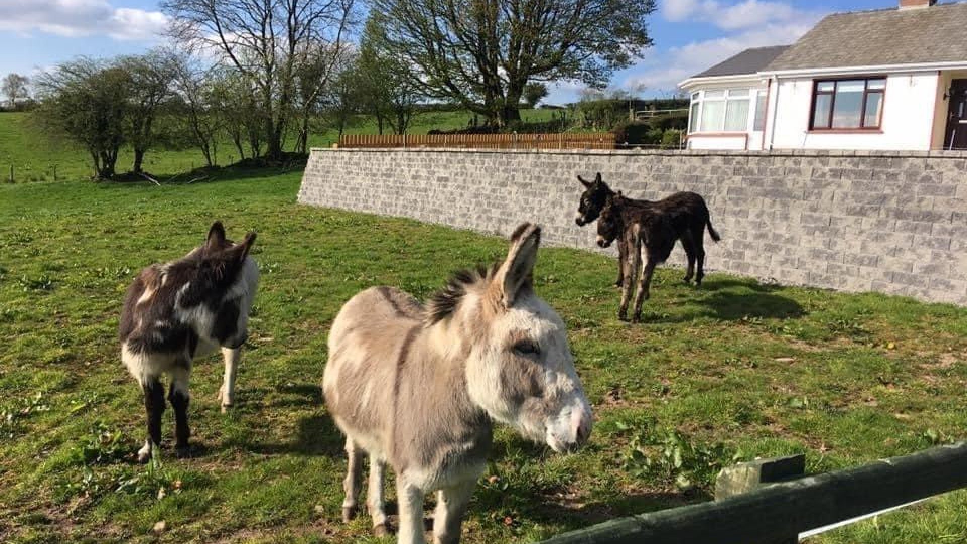 Fermanagh Fun Farm | Top 100