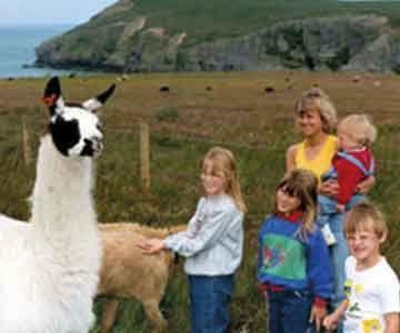 Cardigan Island Coastal Farm Park