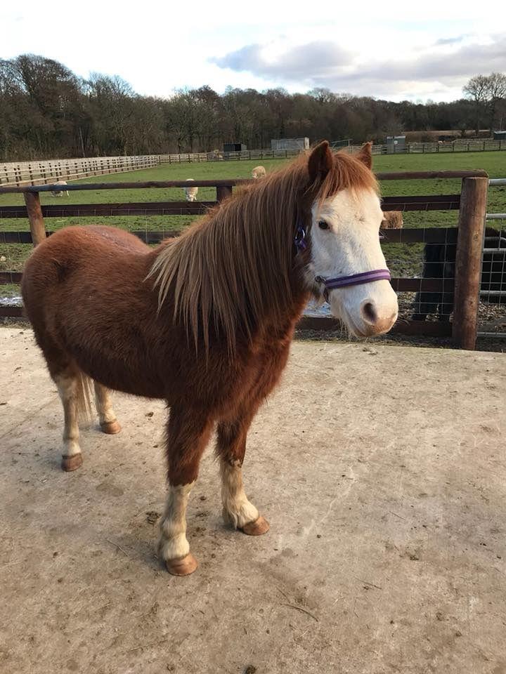 Cefn Mably Farm Park | Top 100 Attractions